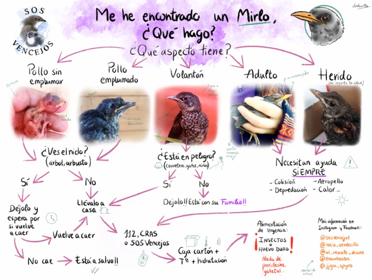 Mirlo | PDF