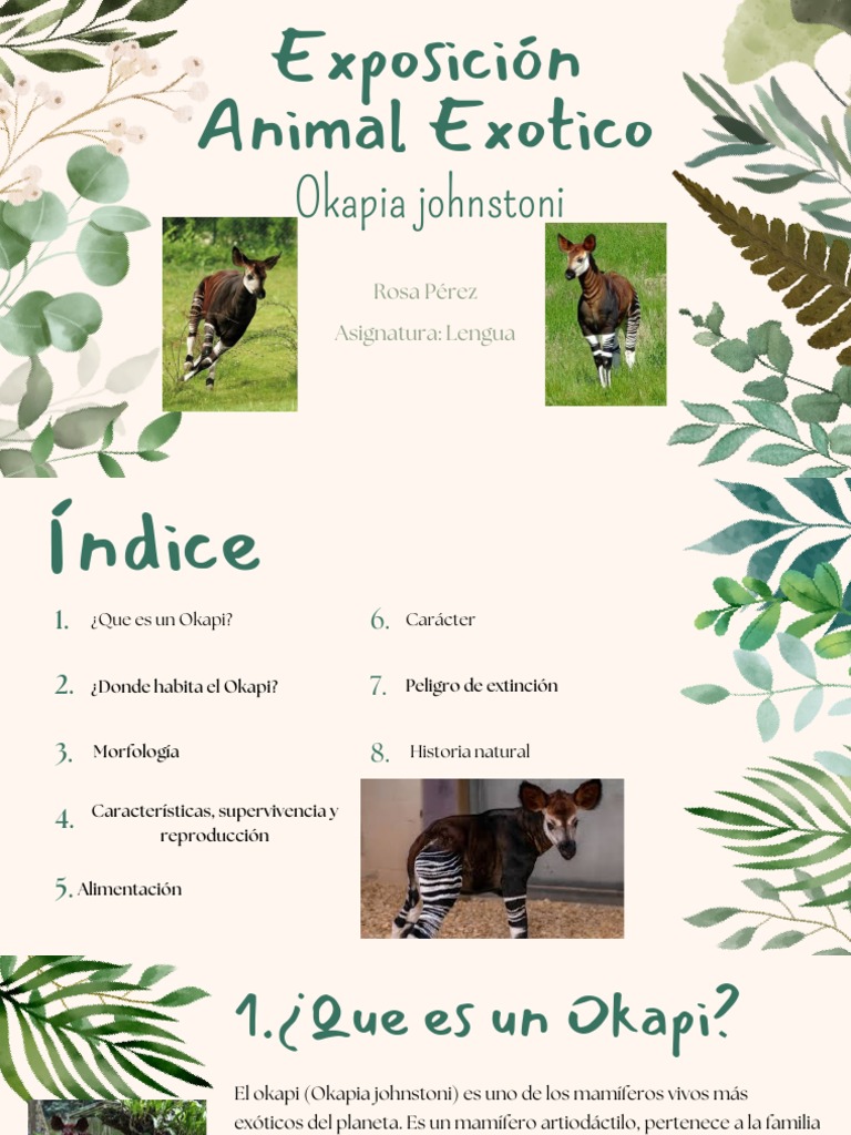 Exposicion Okapi Animal Exotico by Danna Laverde | PDF