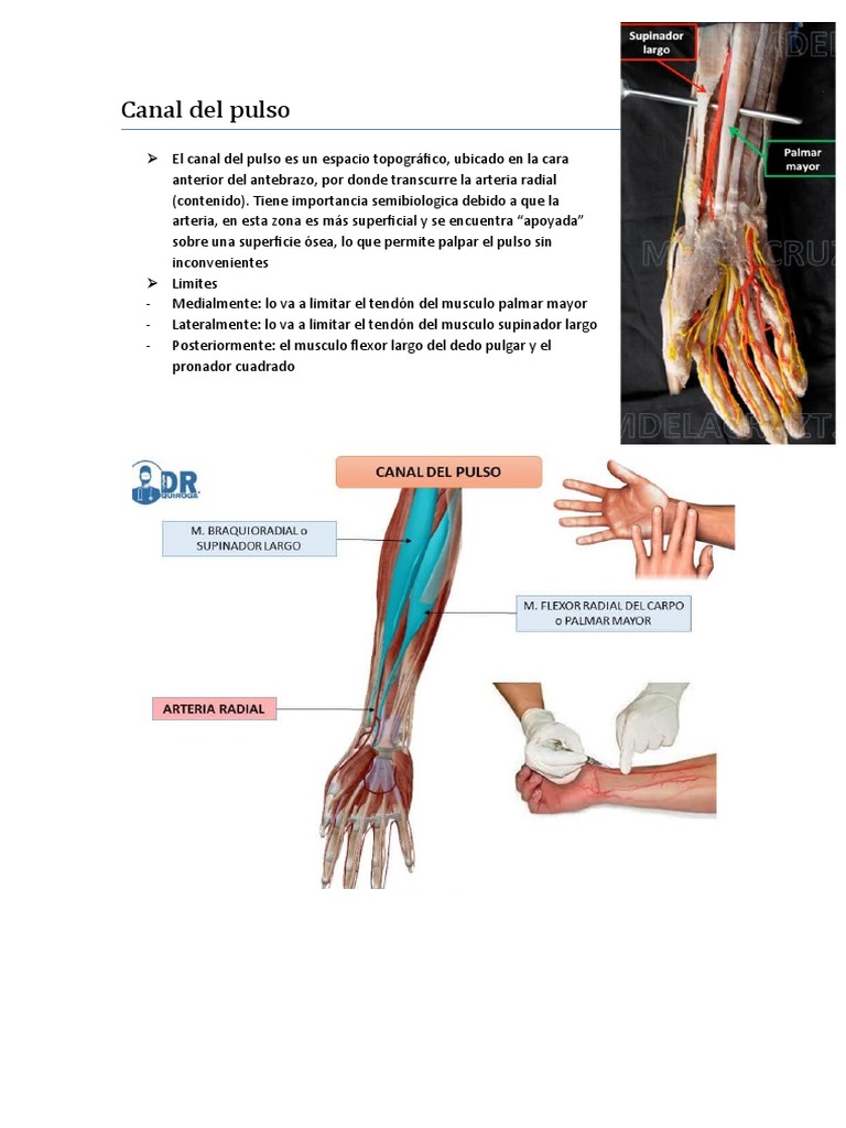 El canal del pulso: descripción anatómica y límites de esta importante ...