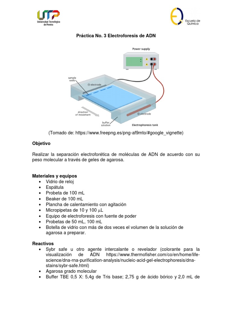 Práctica No. 3 Electroforesis de ADN | PDF | Electroforesis | Concentración