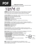 Primer Molar Inferior | PDF | Ramas de Odontología | Anatomia dental