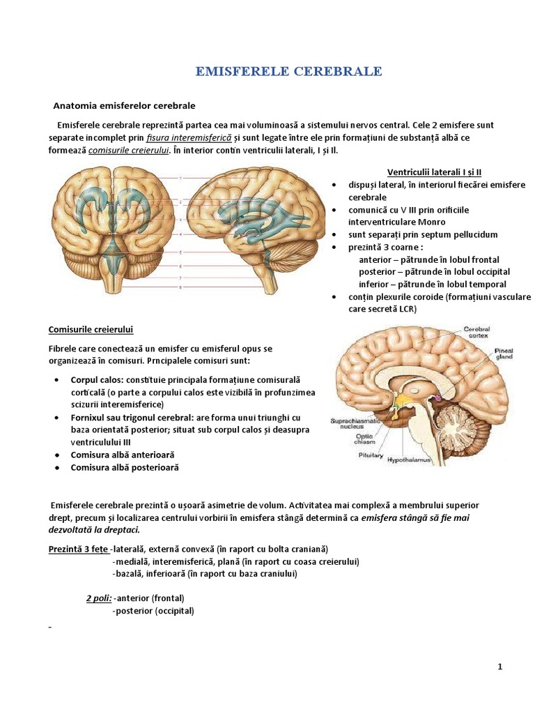15.emisferele Cerebrale | PDF