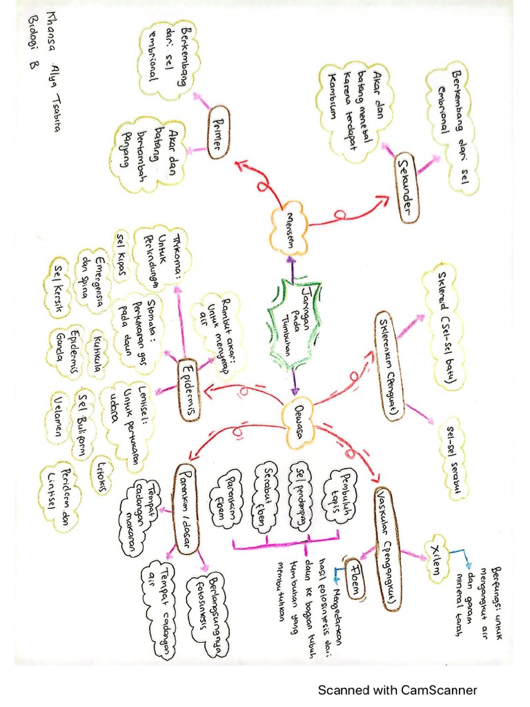 Mind Map SPT Jaringan PD Tumbuhan | PDF