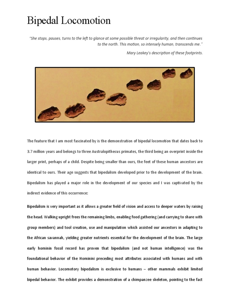 Bipedal Locomotion | PDF | Bipedalism | Zoology