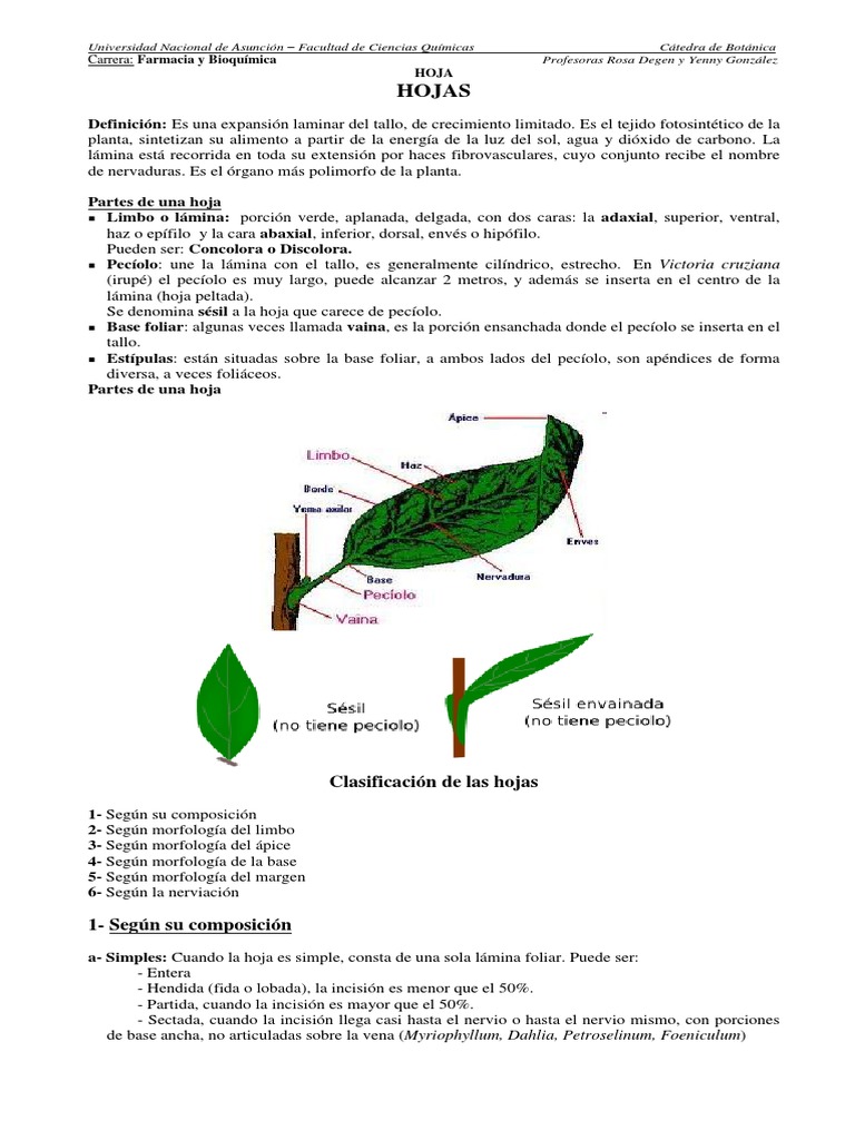 La Hoja. 2021 | PDF | Hoja | Tallo de la planta