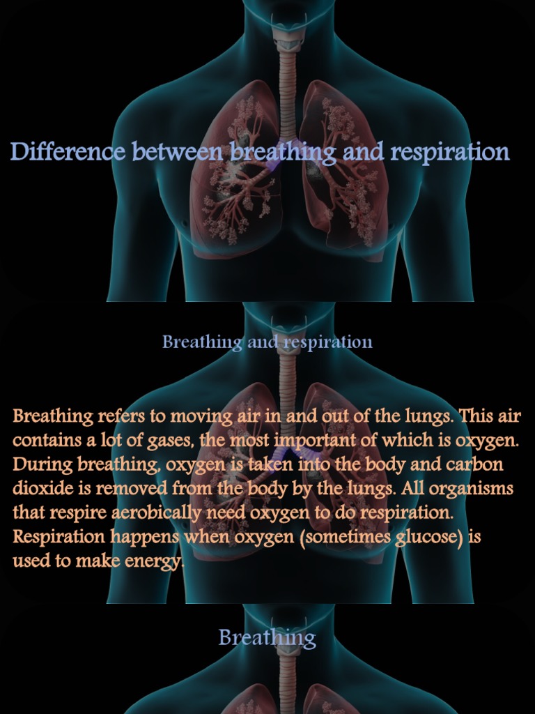 Breathing and Respiration | PDF