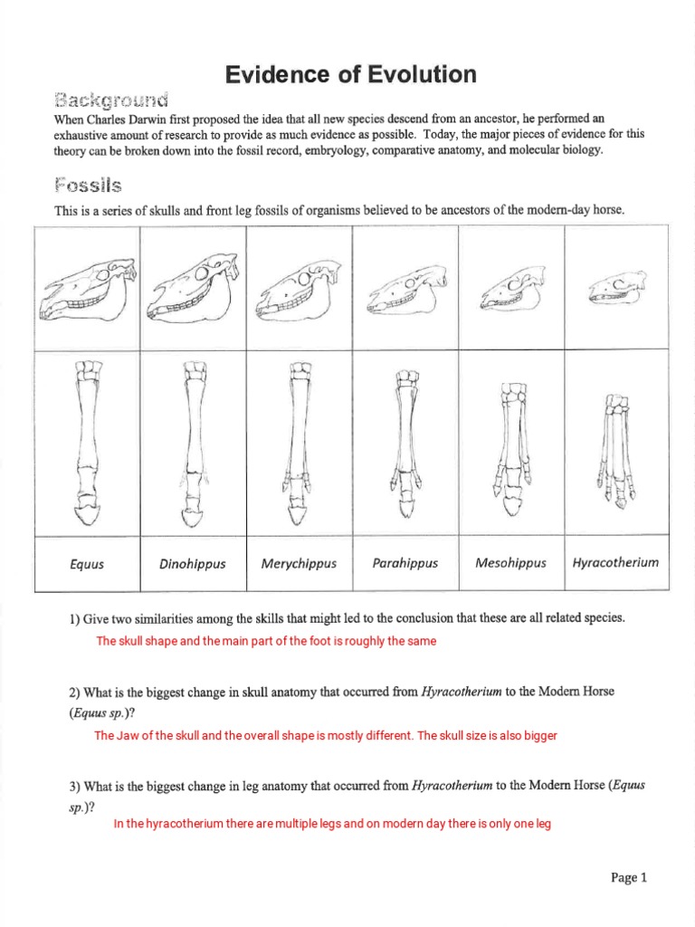 Evidence of Evolution Packet | PDF | Birds | Skull