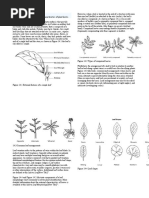 Leaf Dichotomous Key | PDF | Leaf | Branches Of Botany