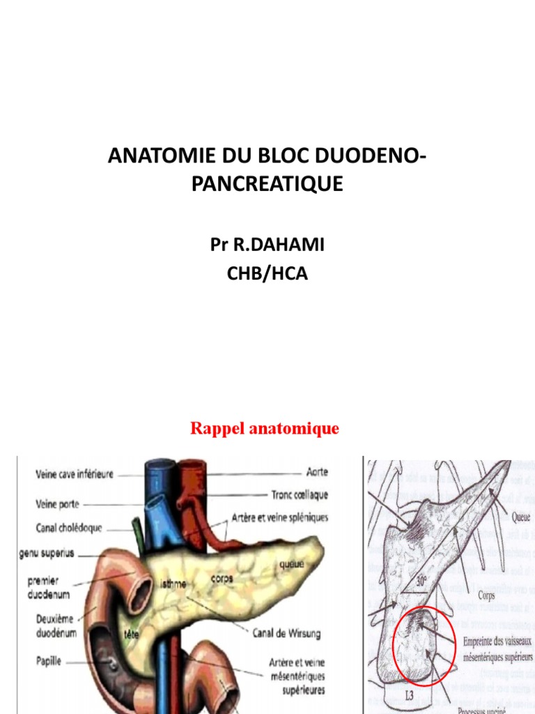 Anatomie du Bloc Duodéno-Pancréatique | PDF | Pancréas | Foie