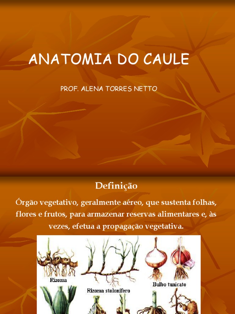 Anatomia do Caule em | PDF | Latido | Raiz