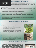 Caja Entomológica | PDF | Insectos | Papel