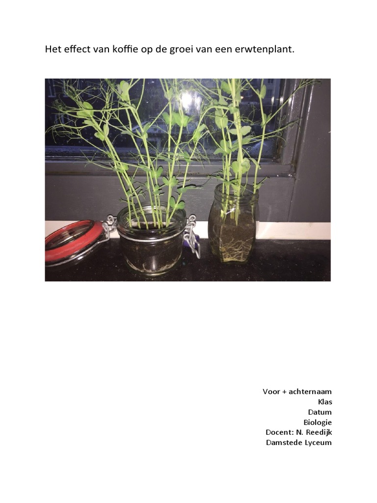 1HV T2 Voorbeeld Natuurwetenschappelijk Verslag | PDF