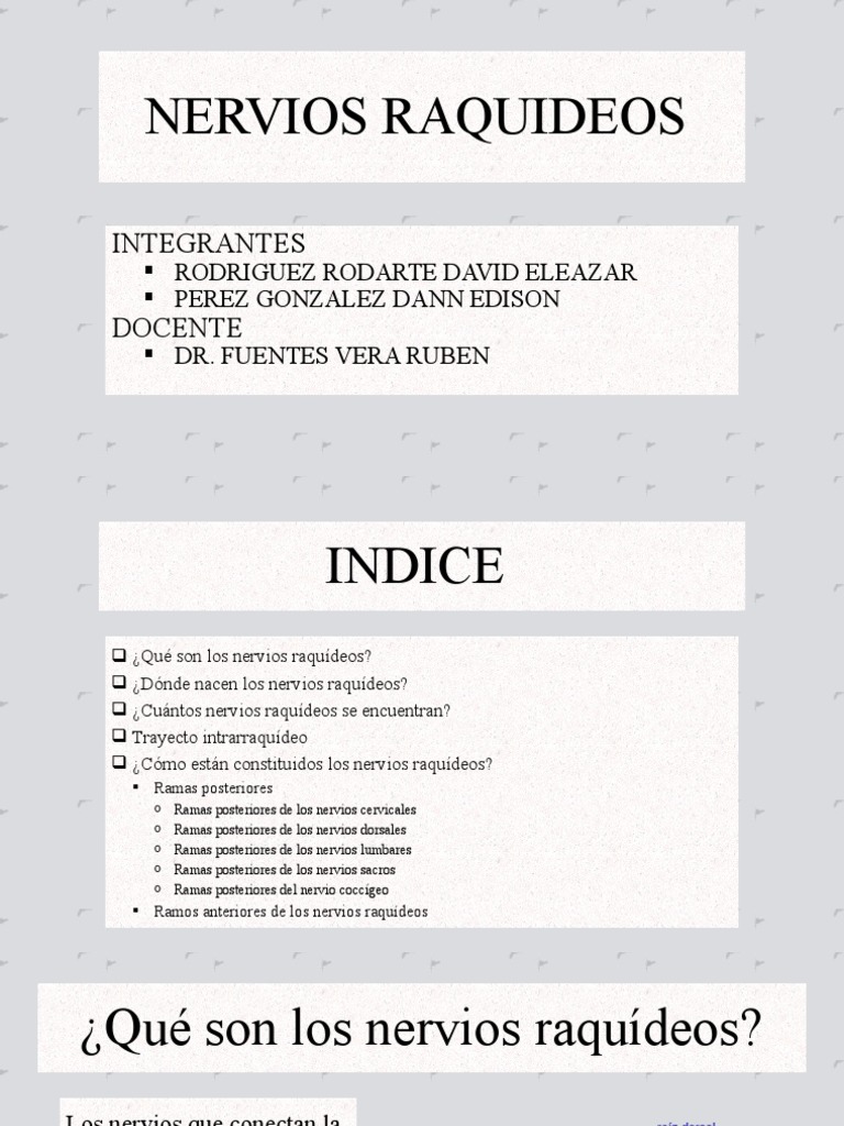 Anatomía de los Nervios Raquídeos | PDF | Nervio | Anatomía humana