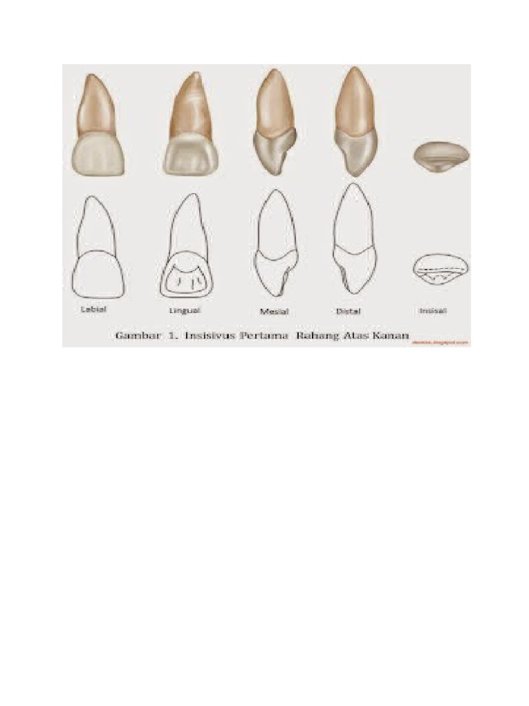 Gambar Insisive Central Rahang Atas | PDF