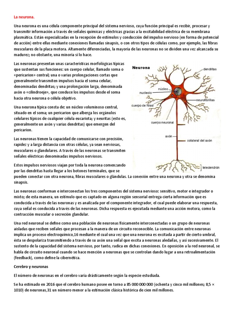 Estructura y función de la neurona | PDF | Sinapsis | Neurona