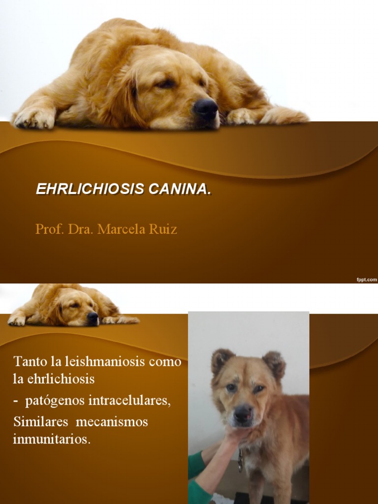 Ehrlichiosis 2 | PDF | Infección | Inmunología