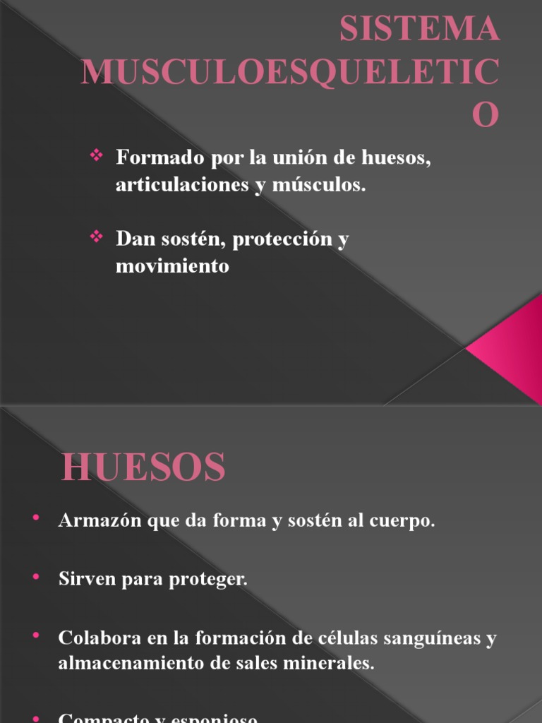 Sistema Musculo-Esqueletico | PDF | Músculo | Hueso