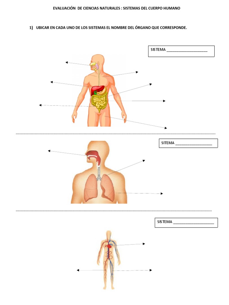 Evaluación de Ciencias Naturales 3 A Cuerpo Humano | PDF