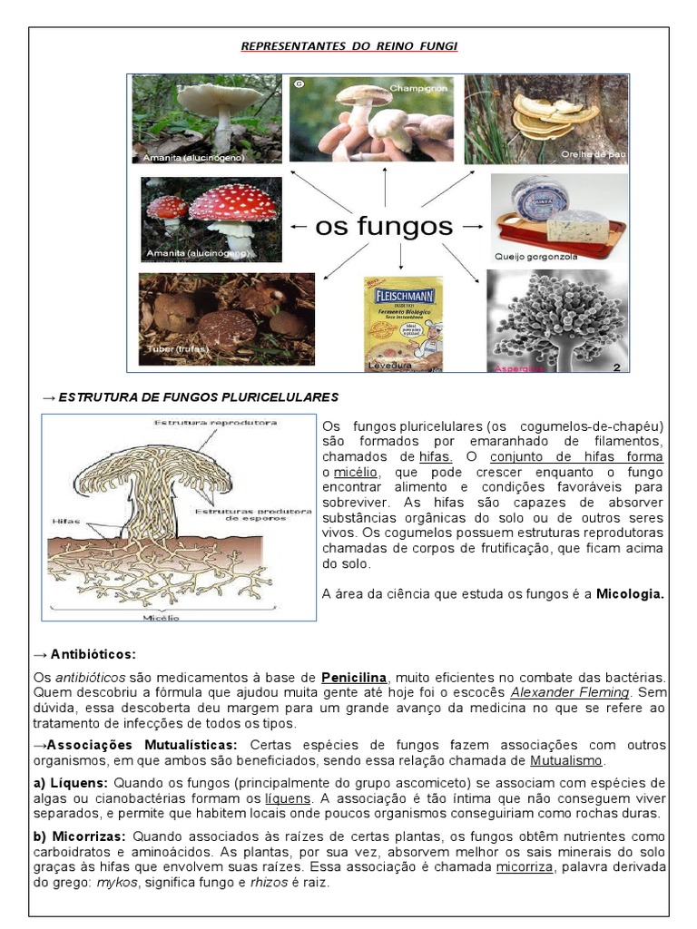 Estrutura e funções dos fungos | PDF | Fungo | Plantas