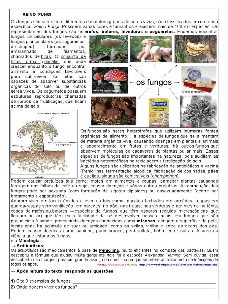 REINO FUNGI | PDF | Fungo | Micologia