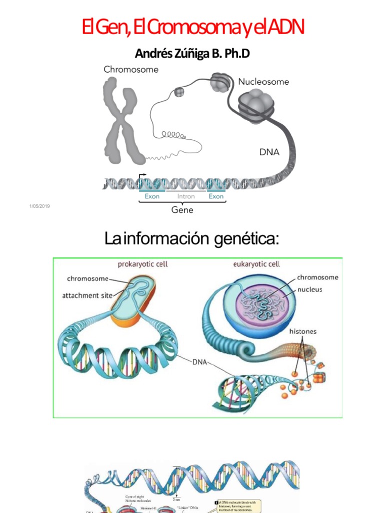 Clase 1. El Gen, El Cromosoma y El ADN PDF | Descargar gratis PDF | Adn | Replicación De Adn