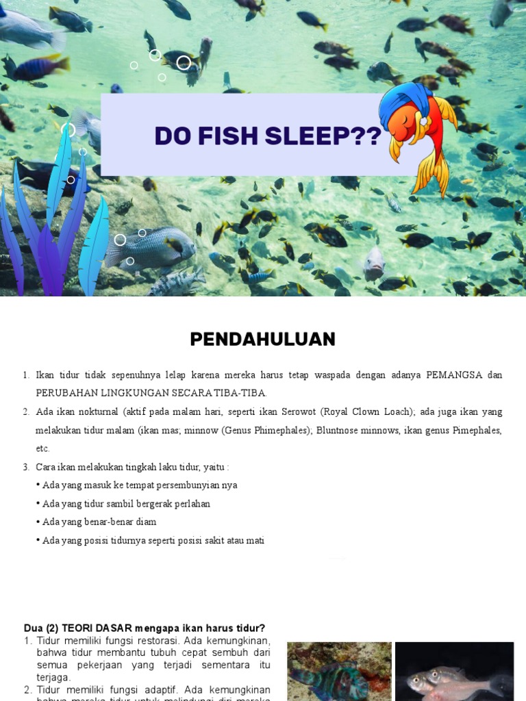 Do Fish Sleep? | PDF