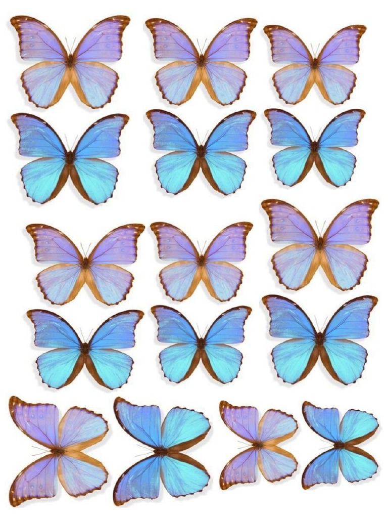 Mariposas para Ramos PDF | PDF
