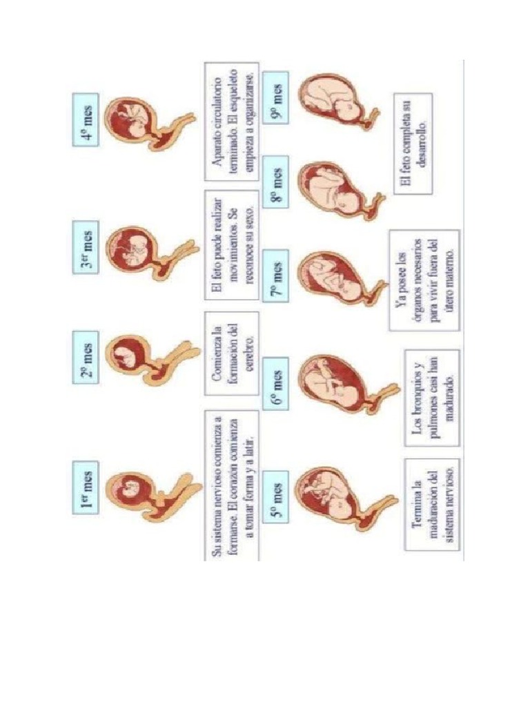 Etapas Del Embarazo | PDF