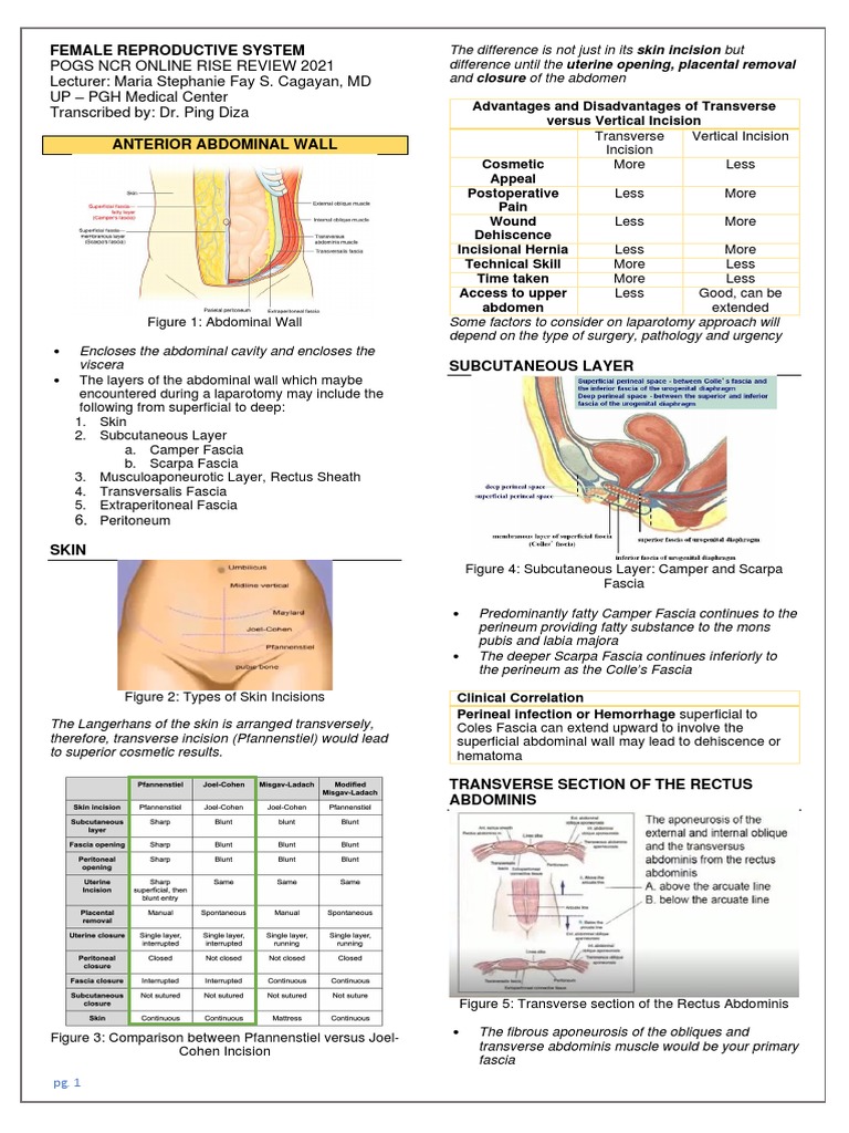 Rise Review Female Reproductive System Pdf Vagina Uterus