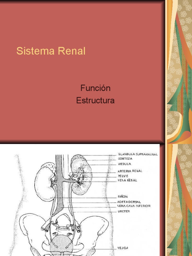 Sistema Renal | PDF | Riñón | Vejiga urinaria