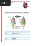 Dermatomas | PDF | Nervio | Pie