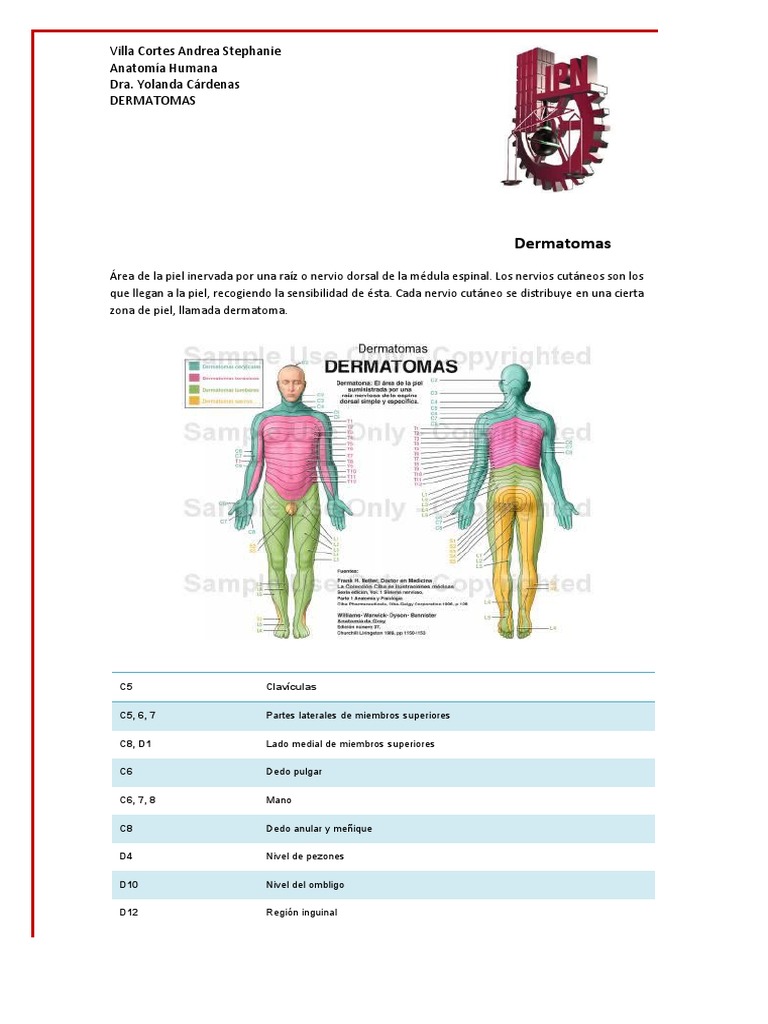 Mapa de Dermatomas y Lesiones Nerviosas | PDF | Mano | Nervio