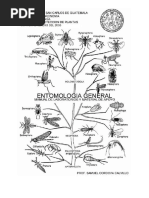 Guía de Colecta y Preservación de Insectos | PDF | Insectos | Taxonomía ...
