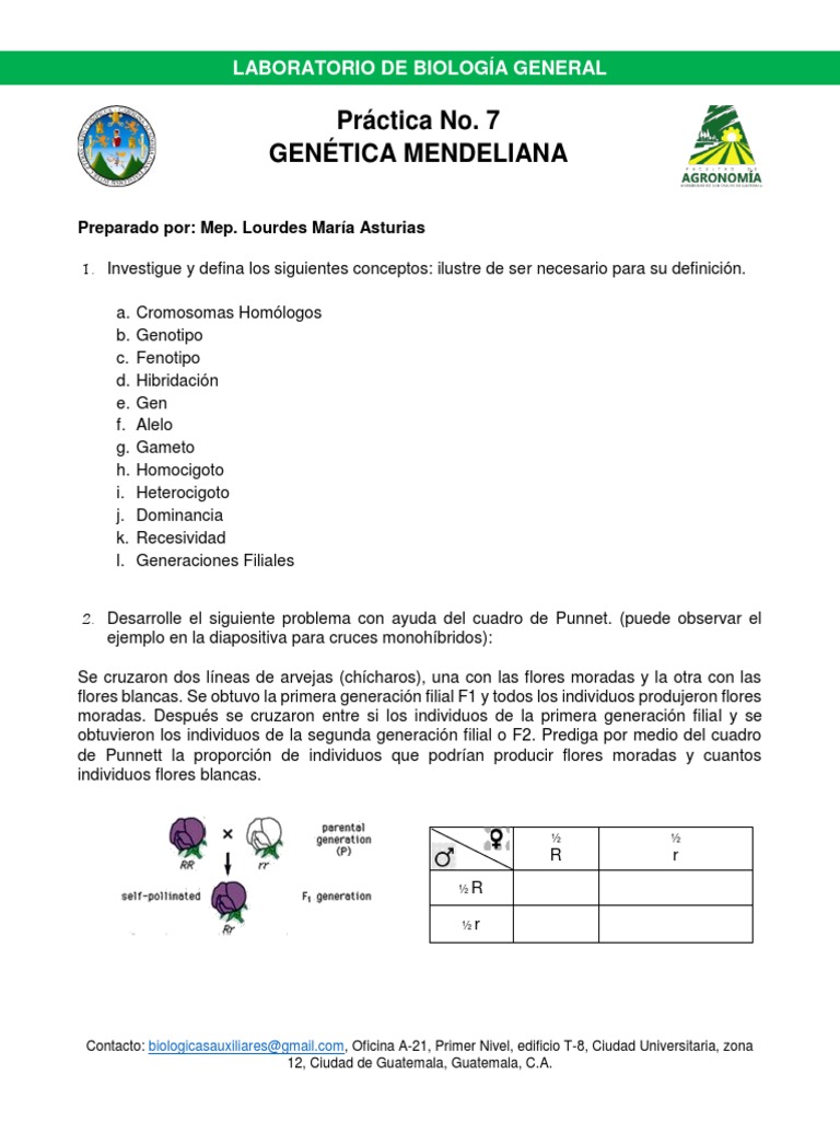 Genética Mendeliana en Arvejas | PDF | Dominancia (Genética) | Biología