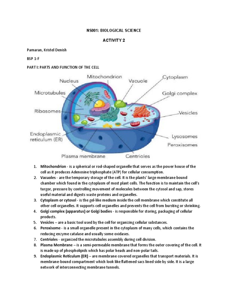 Cell Biology Activity Guide | PDF | Cell (Biology) | Cell Membrane