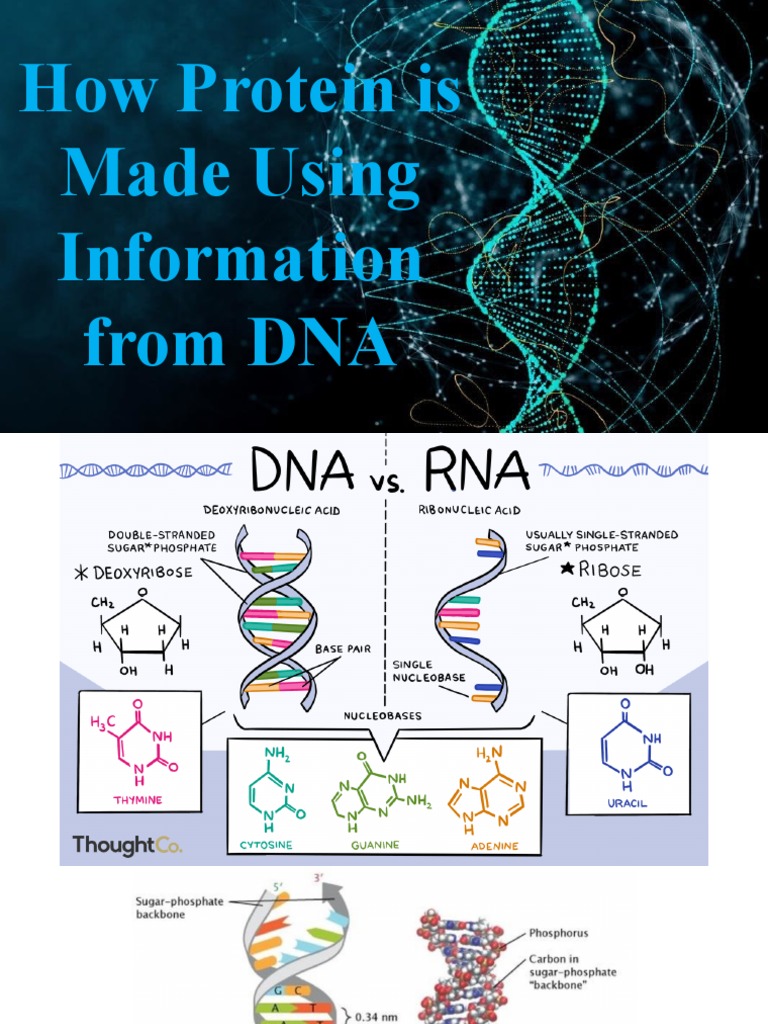Protein Synthesis from DNA Explained | PDF | Translation (Biology) | Rna