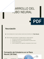 Neurulacion Embriologia | PDF | Anatomía | Biología del desarrollo