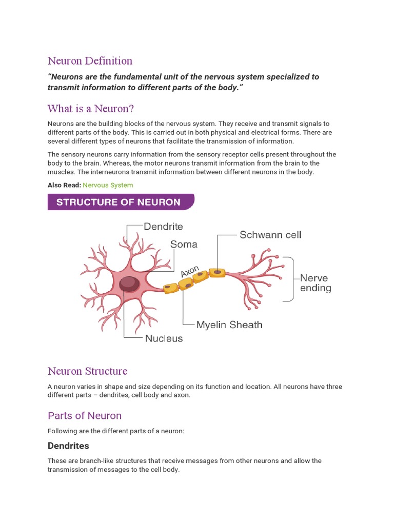 The Neurons | PDF | Neuron | Synapse
