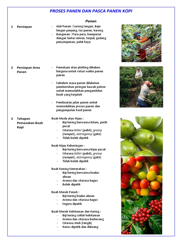 Proses Pasca Panen Kopi | PDF