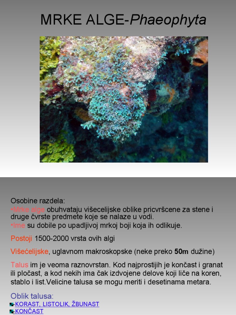 Mrke Alge | PDF