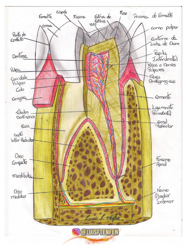 Anatomia Do Periodonto | PDF