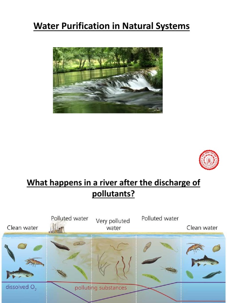 Water Purification in Streams | PDF | Water | Water Purification
