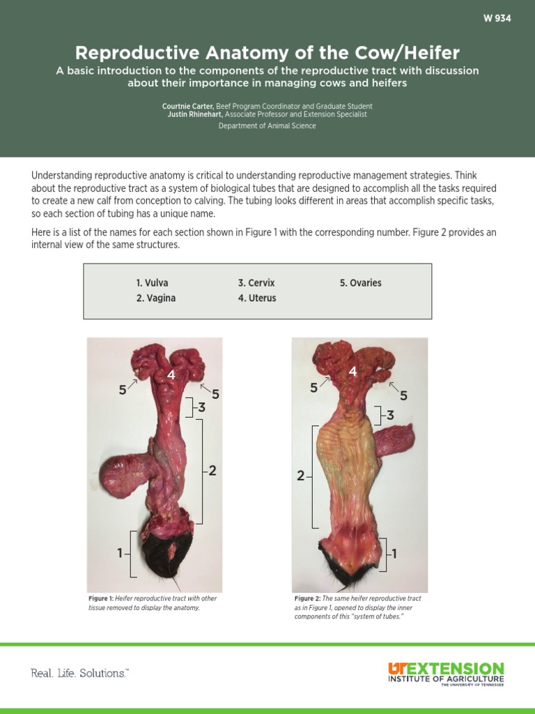 Reproductive Anatomy of The Cow/Heifer | PDF | Uterus | Ovary