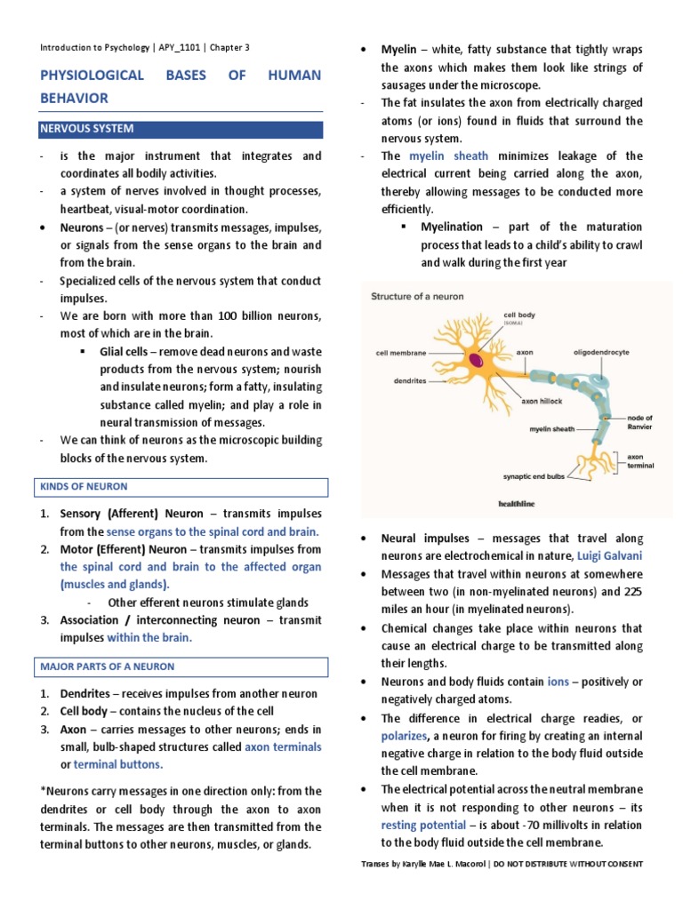 ITP - Chapter 3-6 | PDF | Neuron | Neurotransmitter