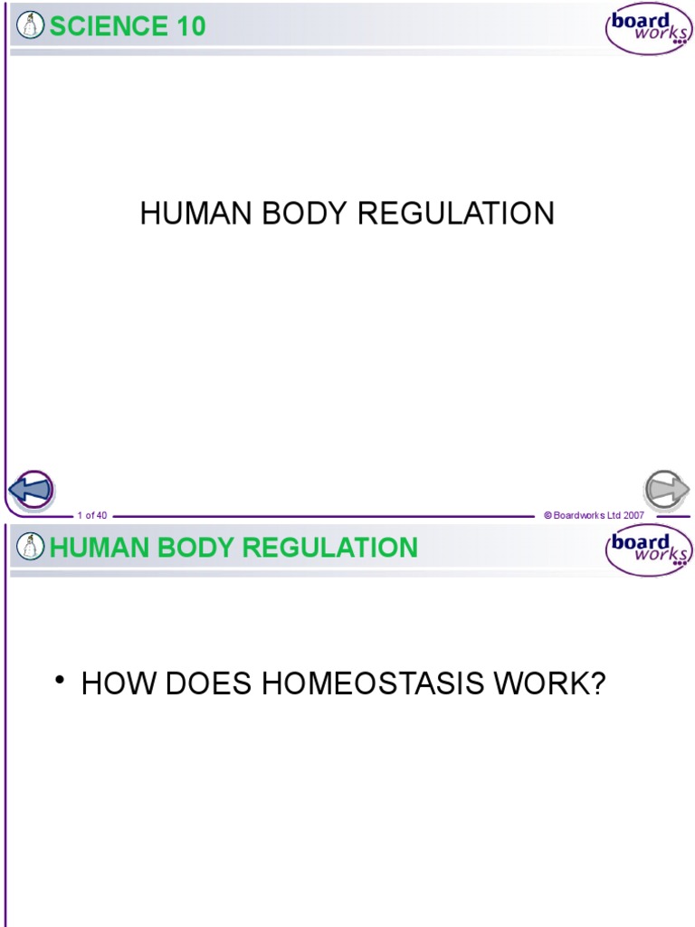 Human Body Regulation | PDF | Homeostasis | Glucose