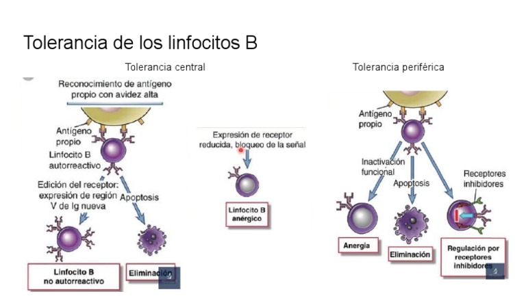 Tolerancia de Los Linfocitos B | PDF