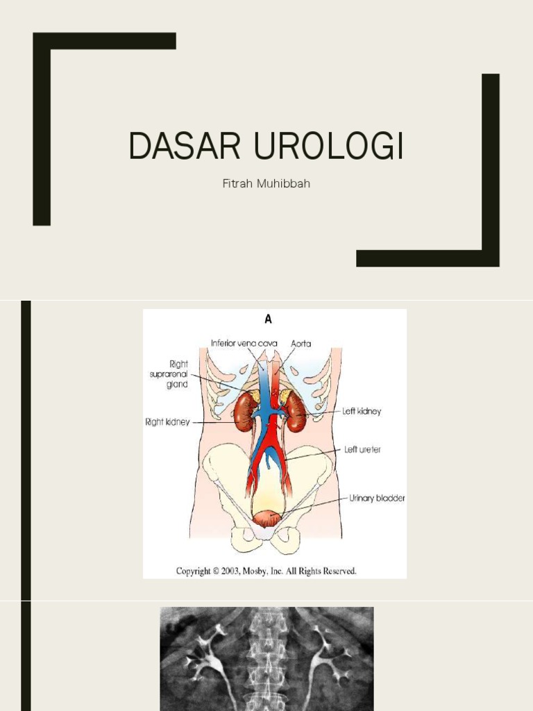 DASAR UROLOGI - FM | PDF