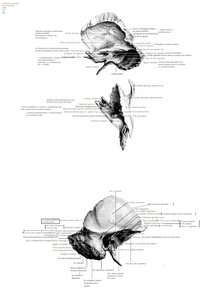 Temporal | PDF | Anatomía | Sistema musculoesquelético