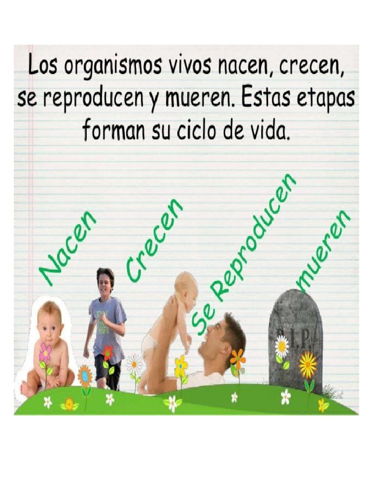 Ciclo de Vida Del Ser Humano | PDF