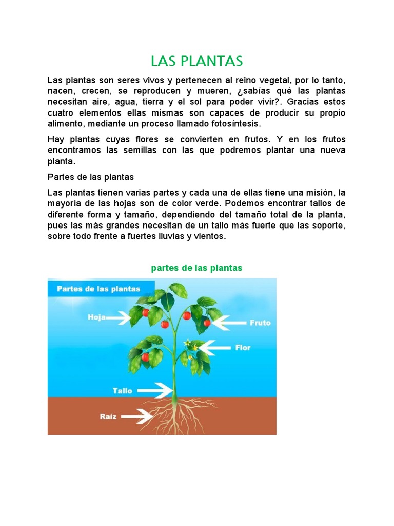 Todo sobre las plantas y sus partes | PDF | Plantas | Hoja
